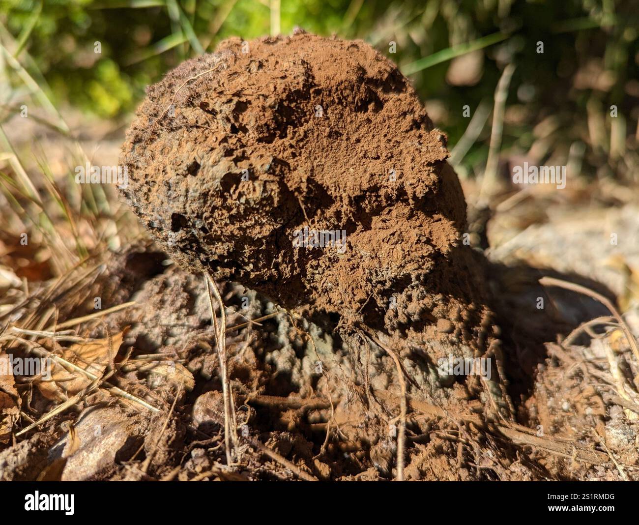 Dead Man's Foot (Pisolithus tinctorius Stock Photo - Alamy