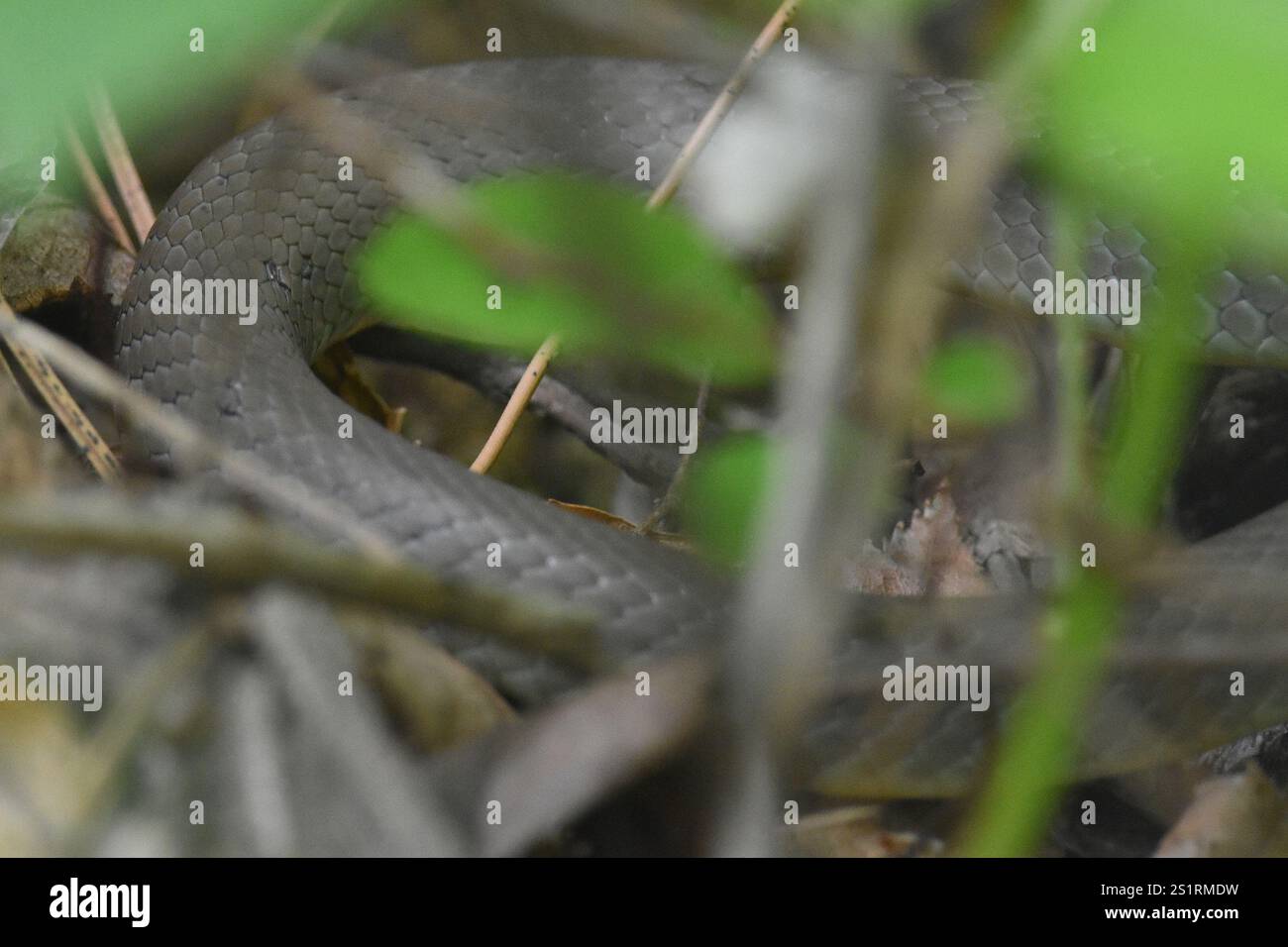 Western Yellow-bellied Racer (Coluber constrictor mormon Stock Photo ...