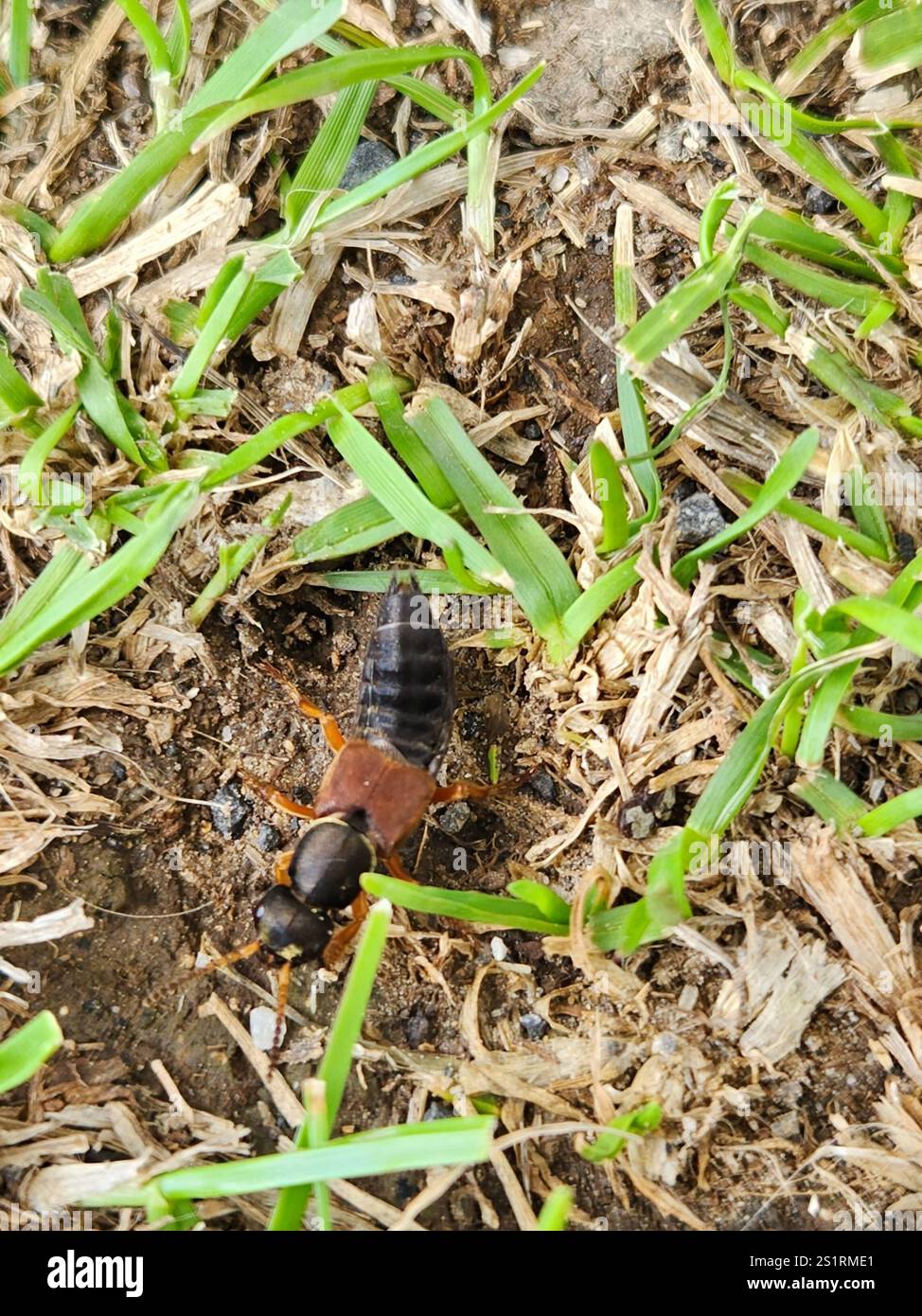 Staphylinus hi-res stock photography and images - Alamy