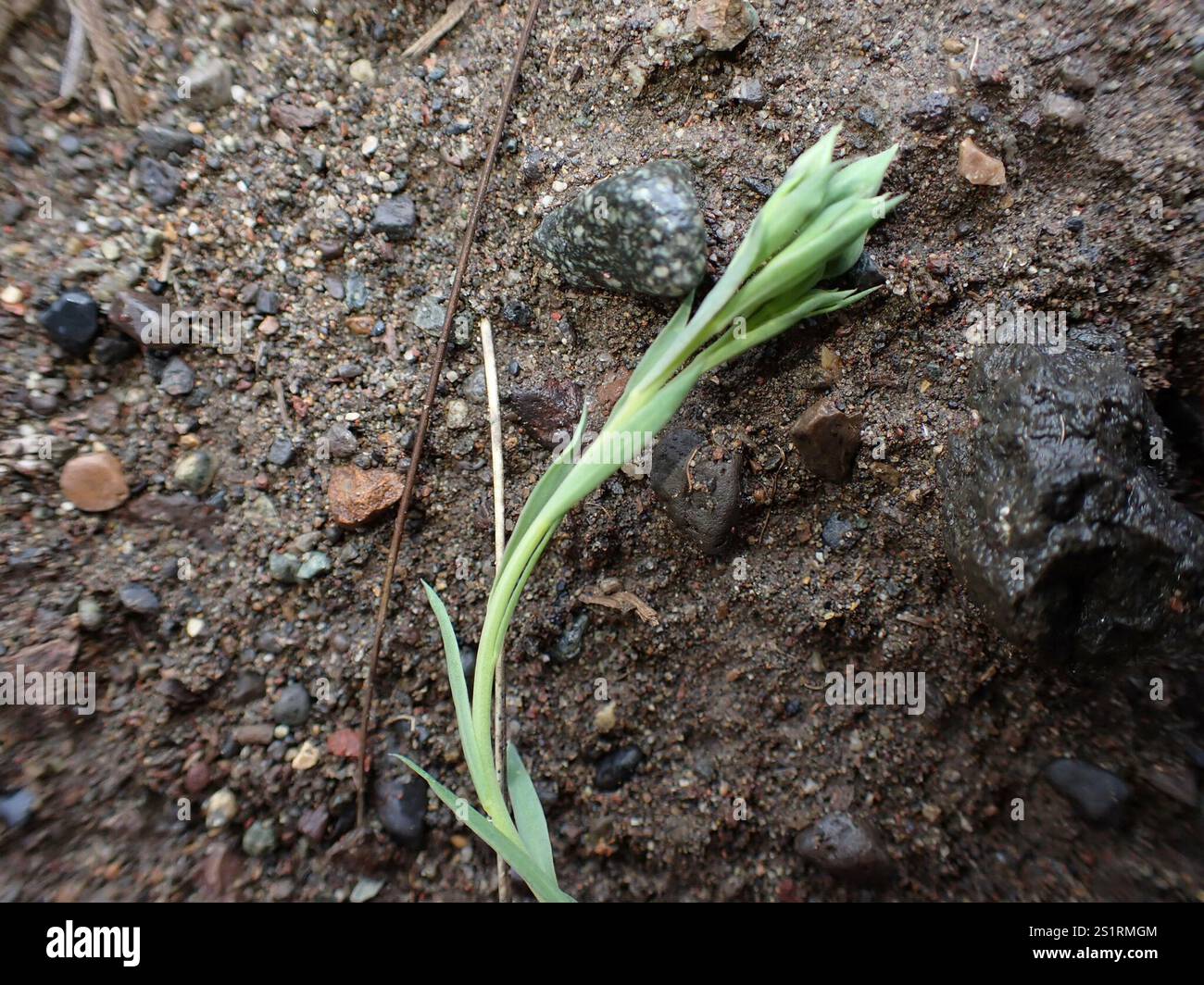 Lewis flax (Linum lewisii Stock Photo - Alamy