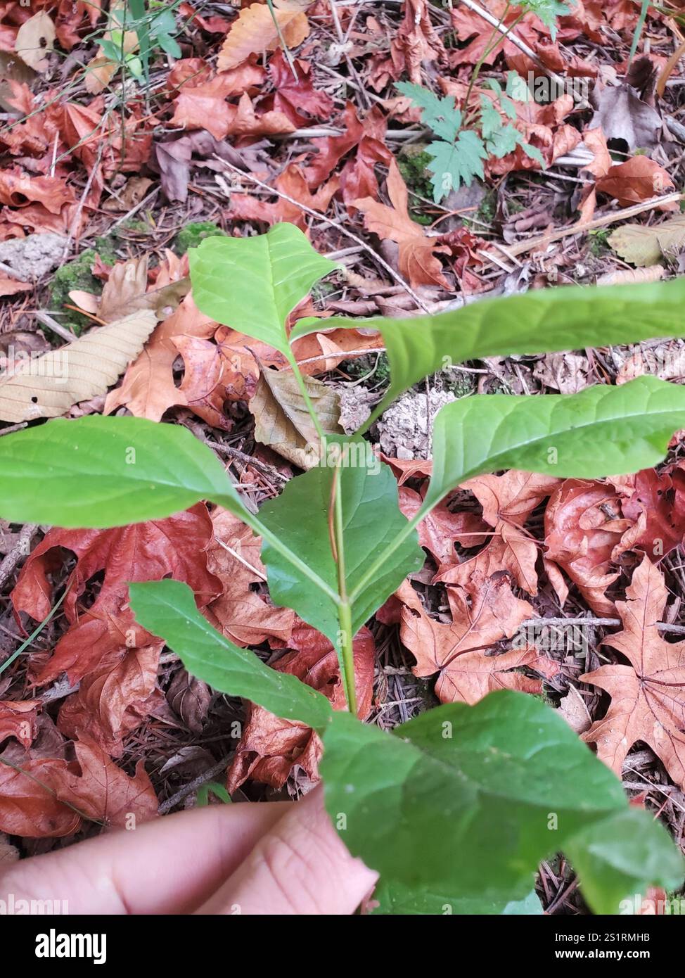 Oregon Ash (Fraxinus latifolia Stock Photo - Alamy