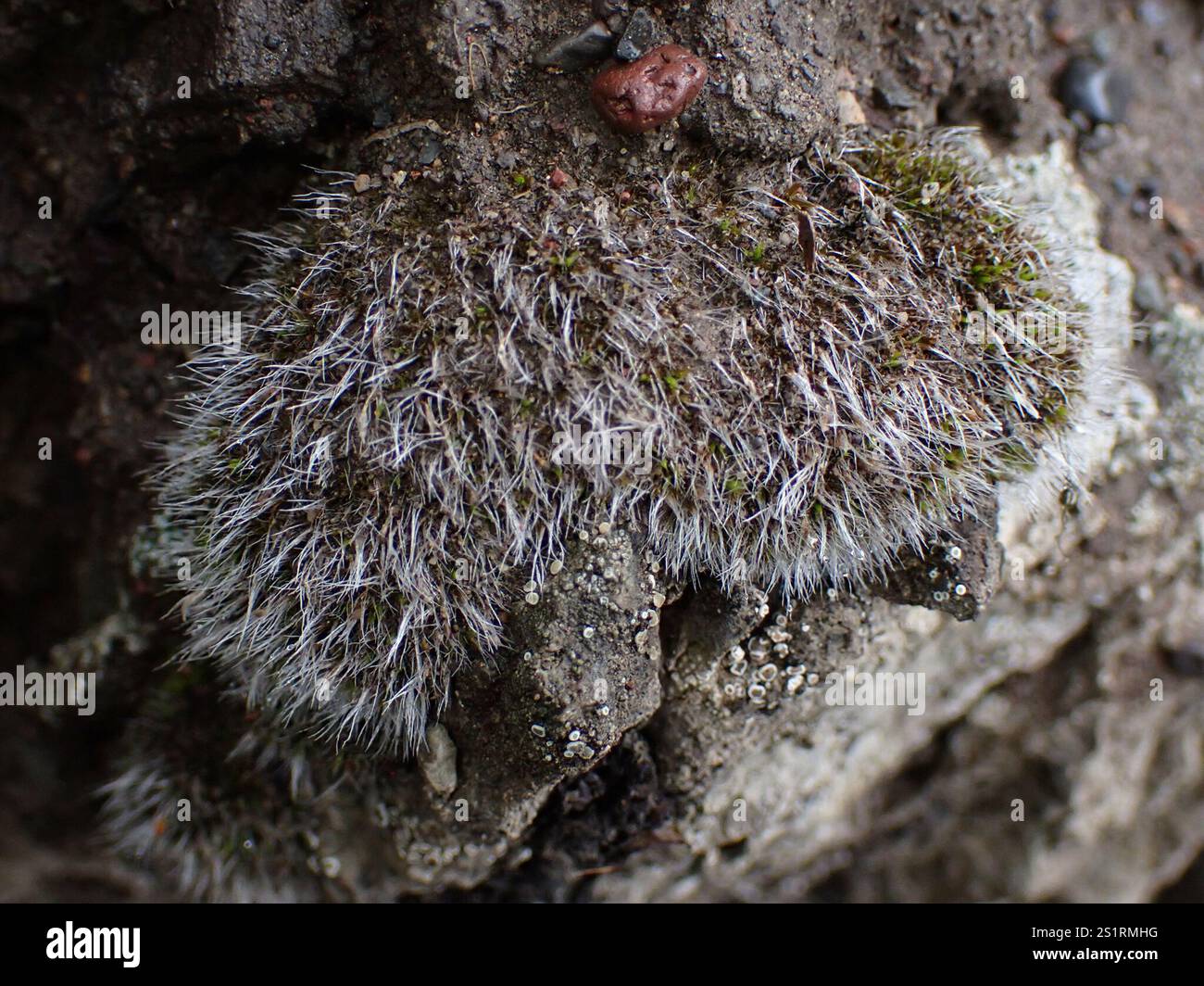 Steppe mouse-moss (Coscinodon calyptratus Stock Photo - Alamy