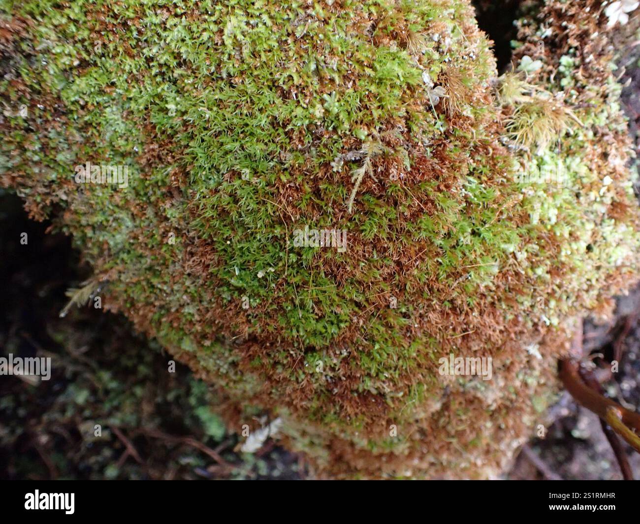 Geniculate Four-tooth Moss (Tetraphis geniculata Stock Photo - Alamy
