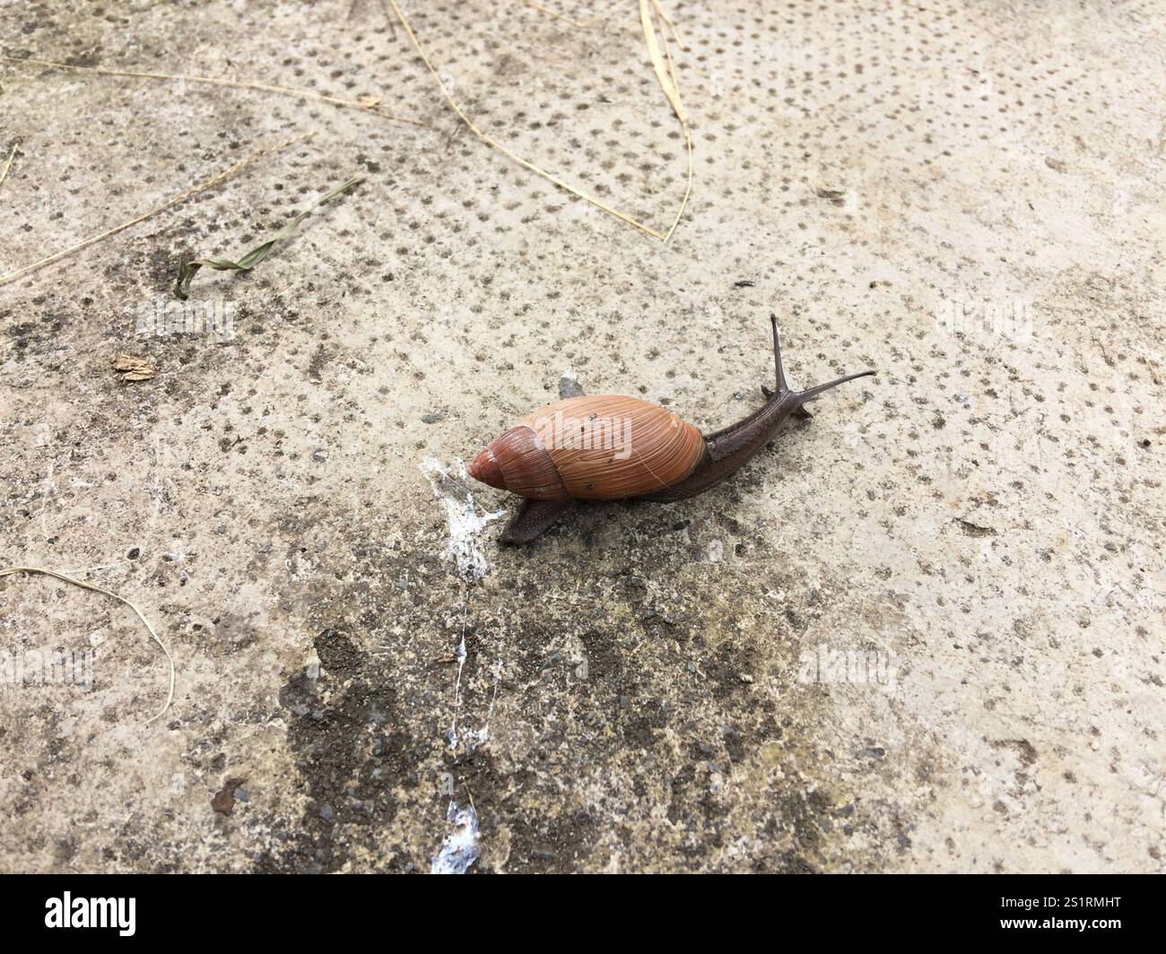 Common Land Snails and Slugs (Stylommatophora Stock Photo - Alamy