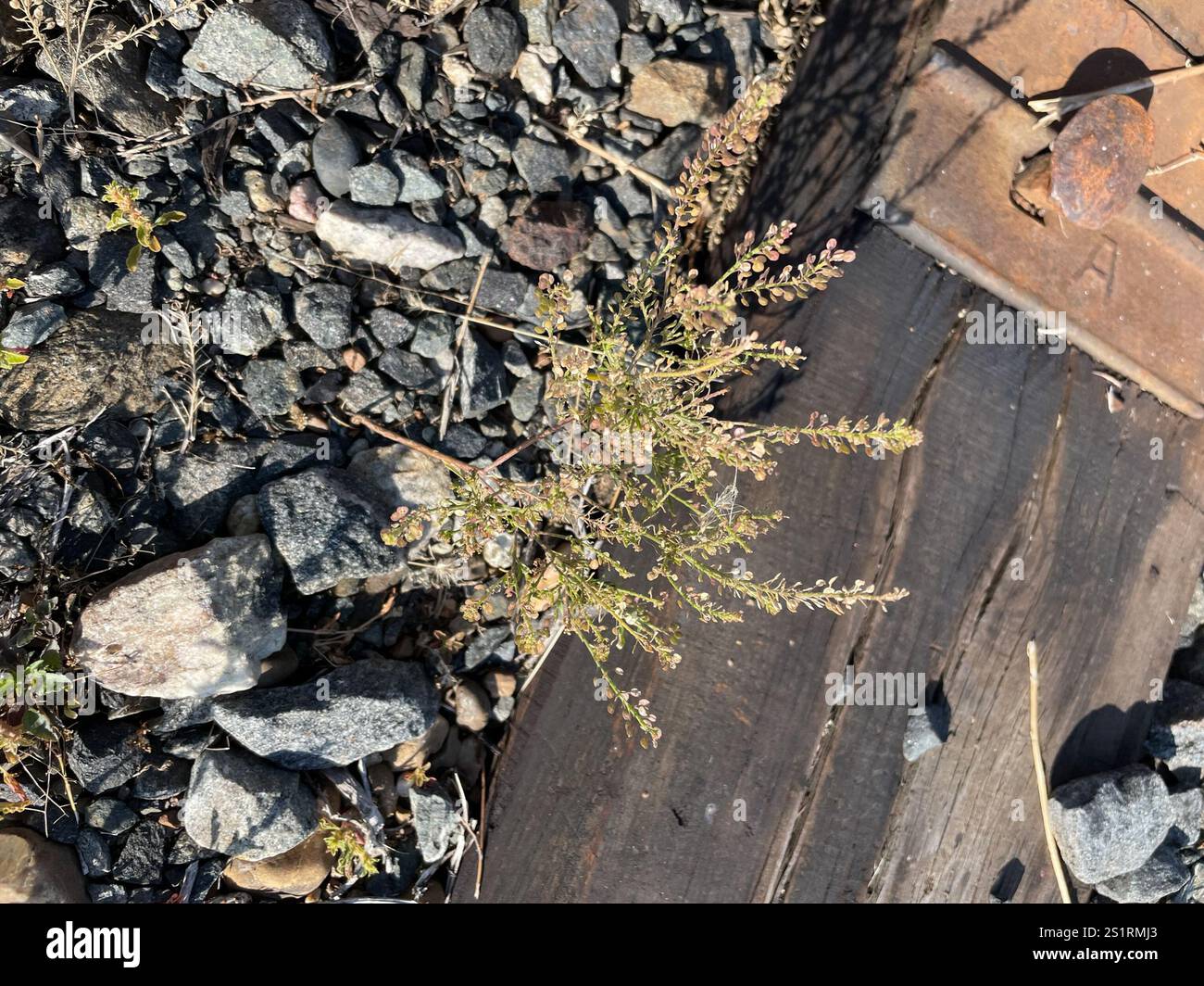 Common Peppergrass (Lepidium densiflorum Stock Photo - Alamy