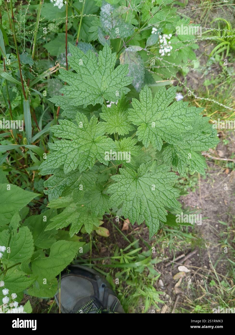 common motherwort (Leonurus cardiaca Stock Photo - Alamy