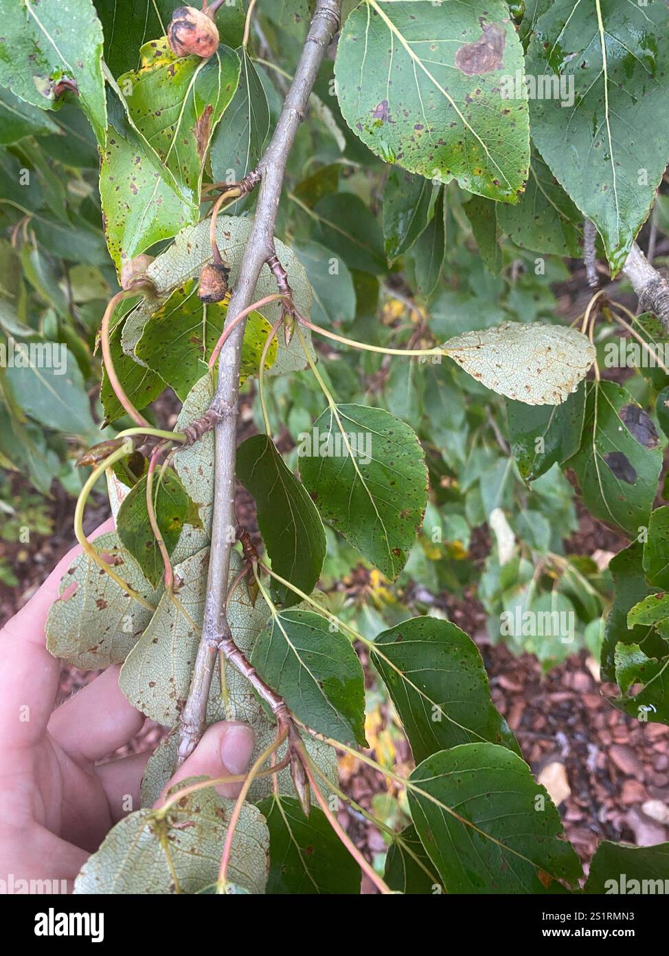 balsam poplar (Populus balsamifera Stock Photo - Alamy