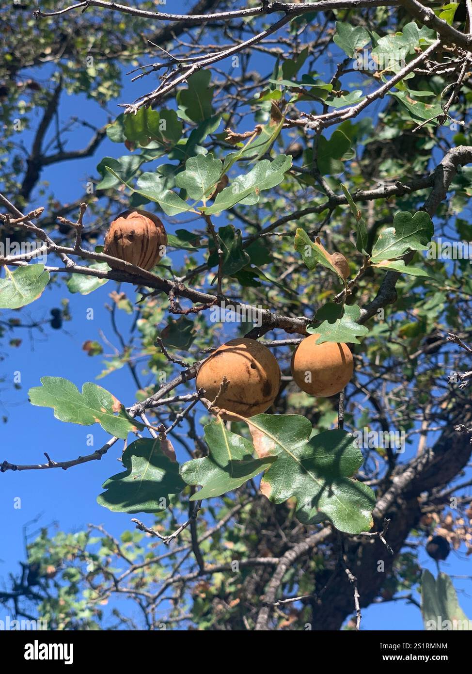 California Gall Wasp (Andricus quercuscalifornicus Stock Photo - Alamy