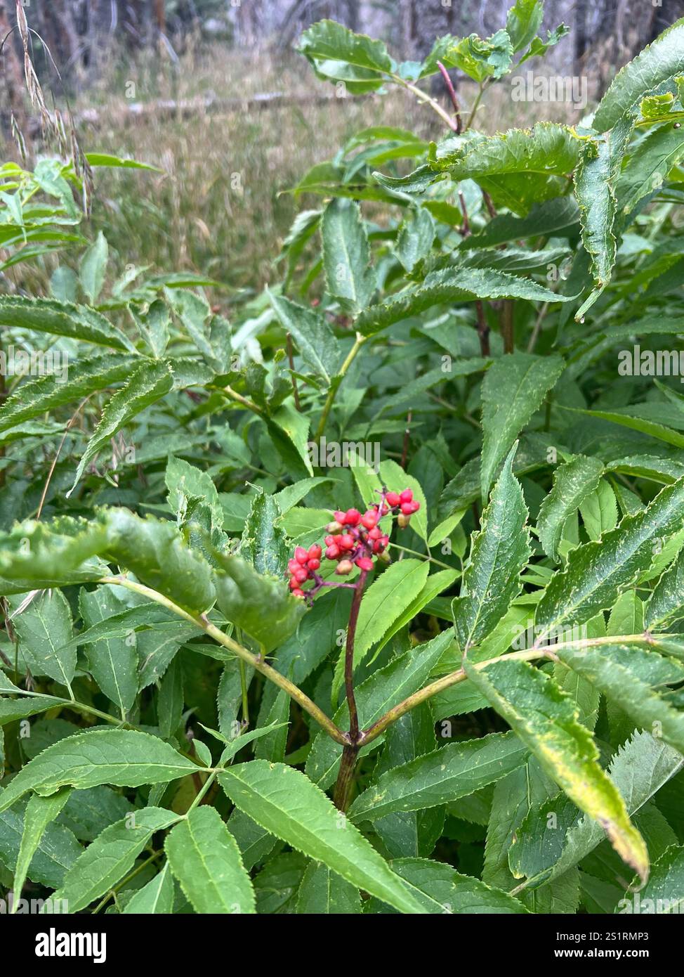 red-berried elder (Sambucus racemosa Stock Photo - Alamy
