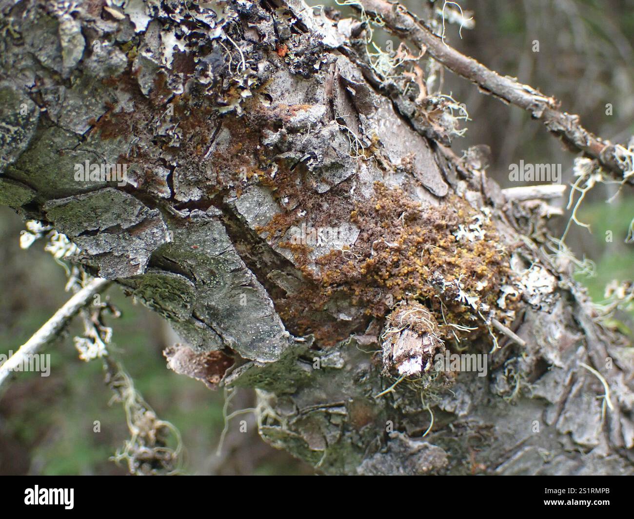 Tree Fringewort (Ptilidium pulcherrimum Stock Photo - Alamy