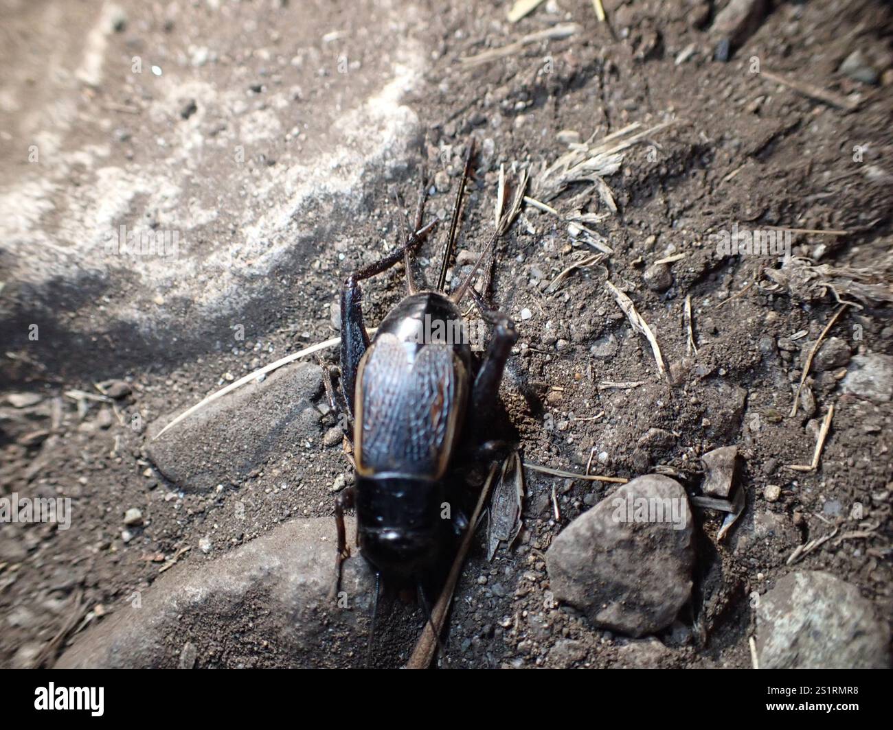 Fall Field Cricket (Gryllus pennsylvanicus Stock Photo - Alamy