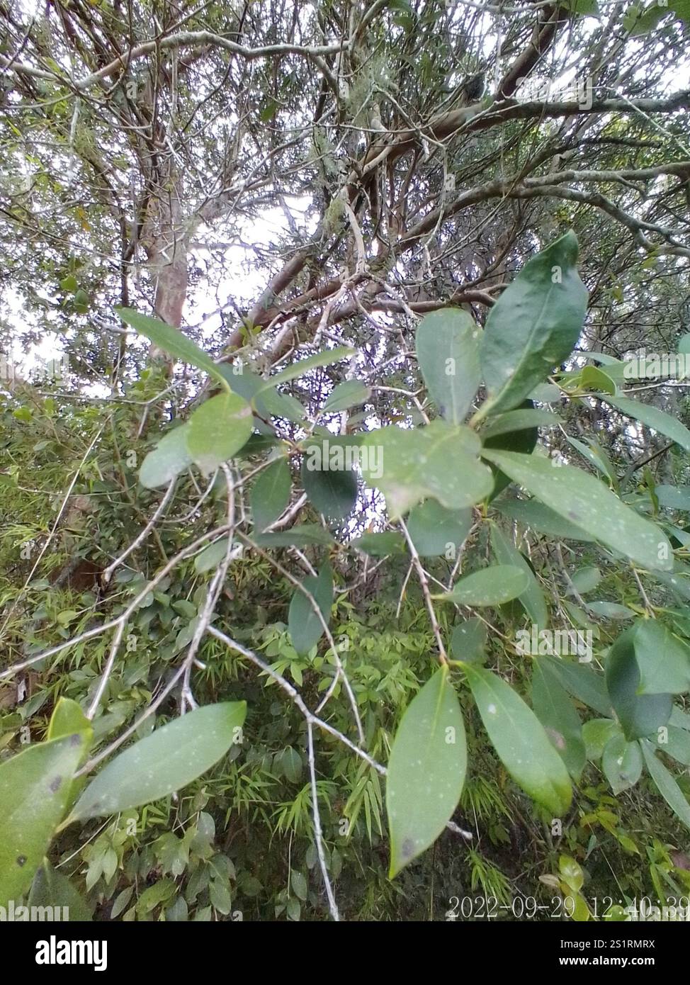 myrtle family (Myrtaceae Stock Photo - Alamy