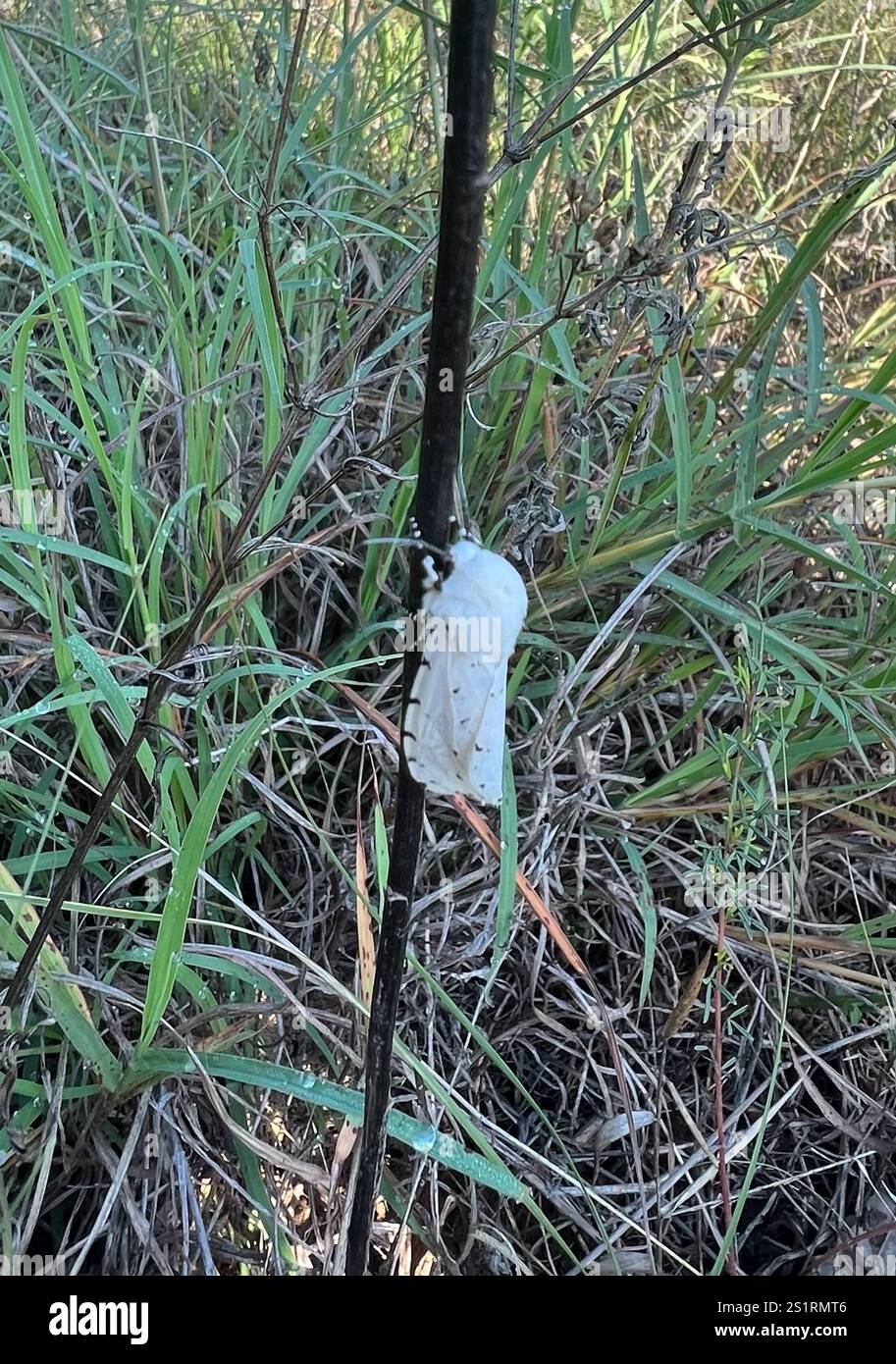 Salt Marsh Moth (Estigmene acrea Stock Photo - Alamy