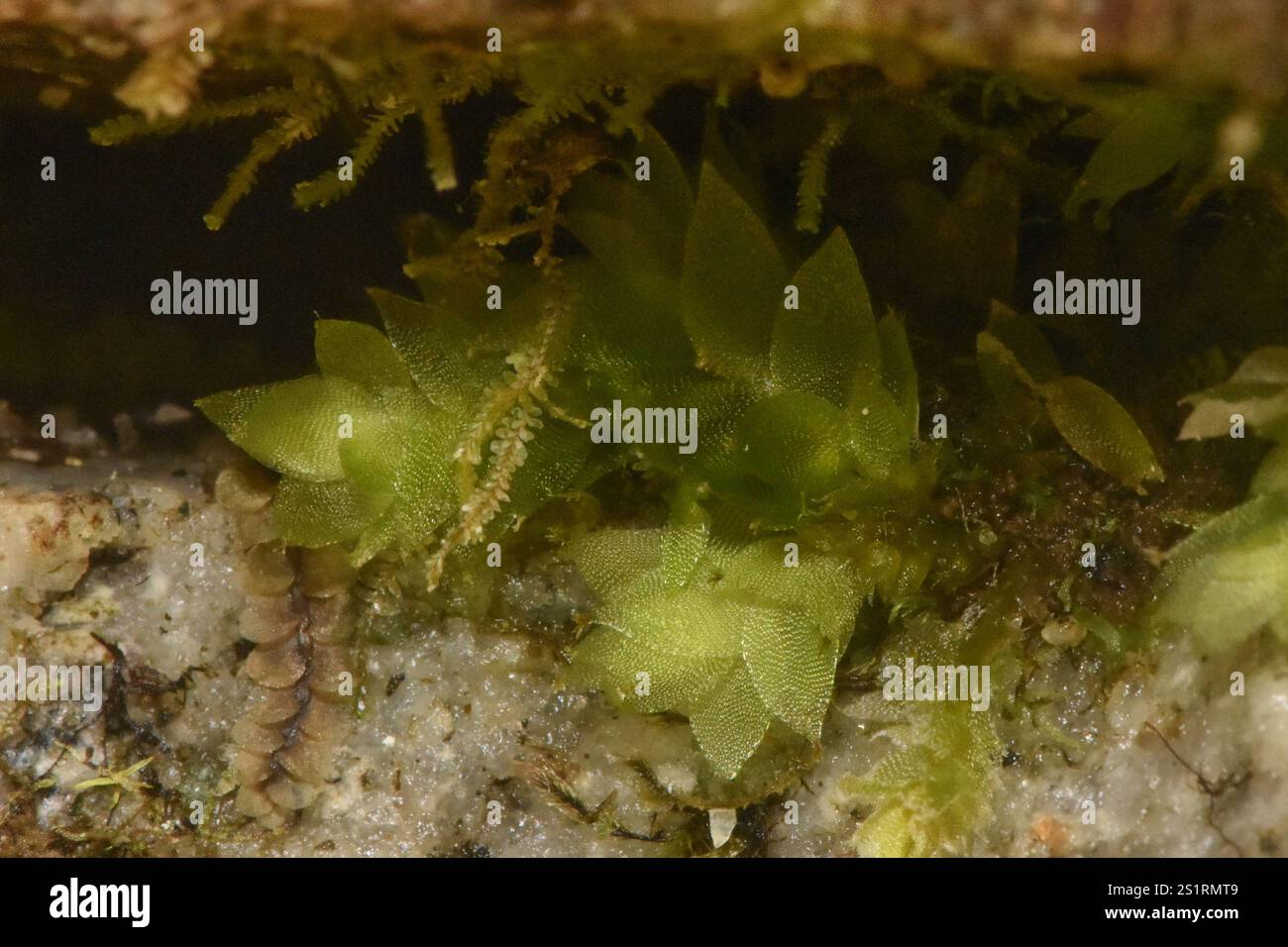 Sharpleaf Hookeria Moss (Hookeria acutifolia Stock Photo - Alamy