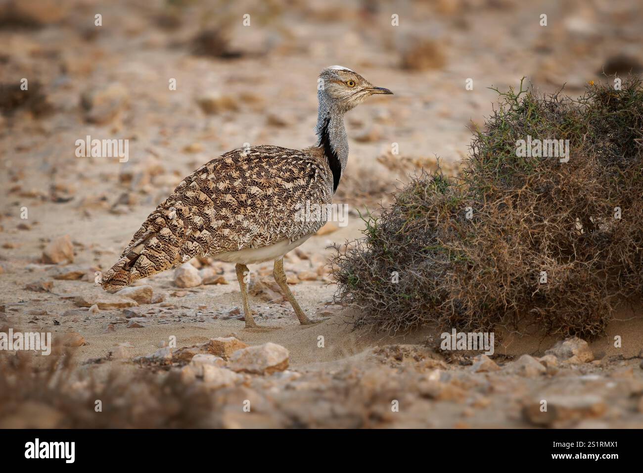 African houbara Chlamydotis undulata also Houbara bustard is relatively ...