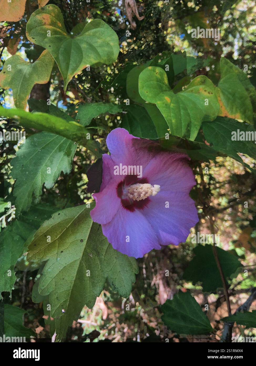 common hibiscus (Hibiscus syriacus Stock Photo - Alamy
