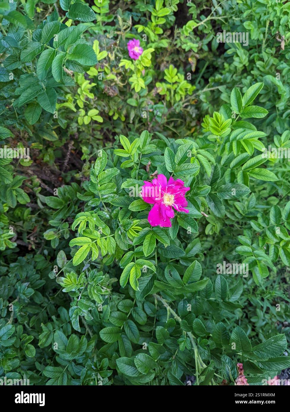Rose Powdery Mildew (Podosphaera pannosa Stock Photo - Alamy
