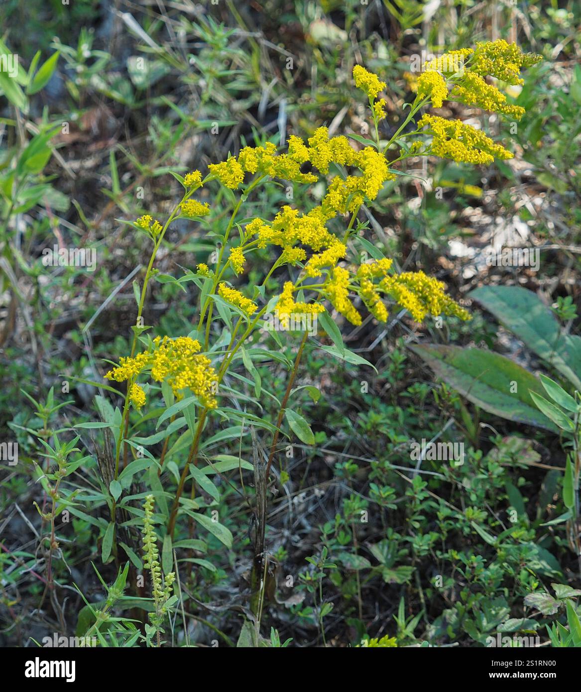 early goldenrod (Solidago juncea Stock Photo - Alamy
