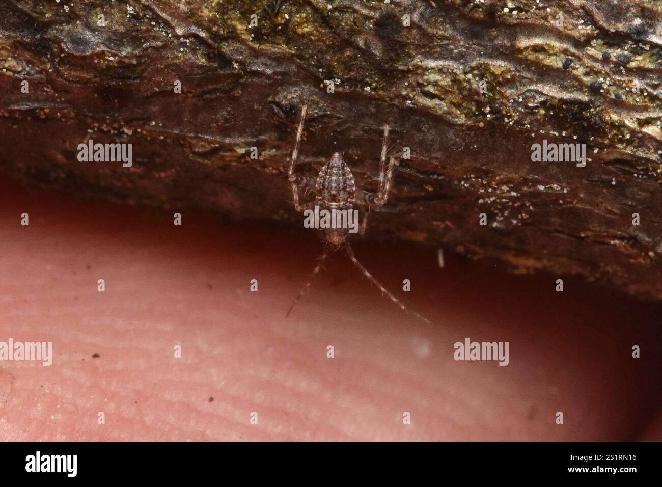 Barklice, Booklice, and Parasitic Lice (Psocodea Stock Photo - Alamy