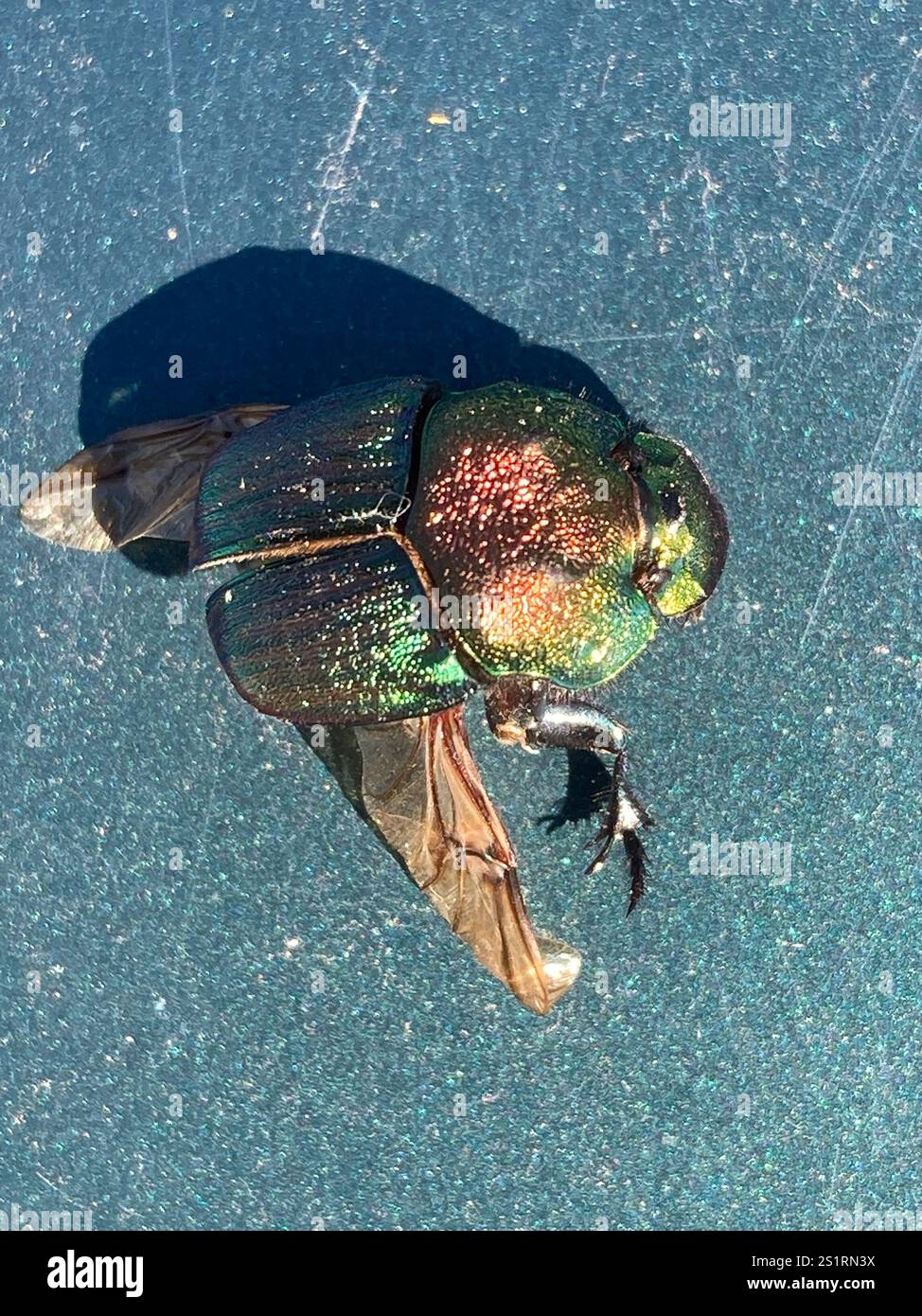 Rainbow Scarab (Phanaeus vindex Stock Photo - Alamy