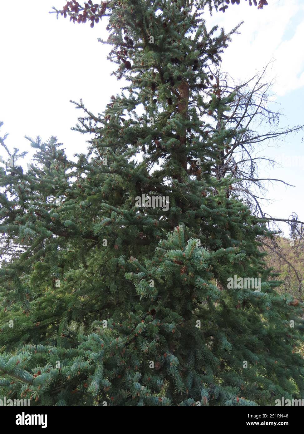 white spruce (Picea glauca Stock Photo - Alamy