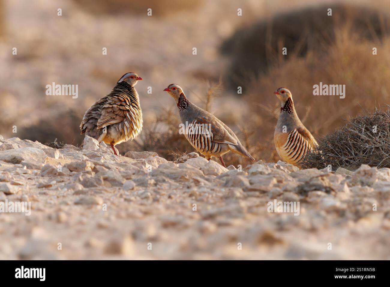 Barbary Partridge - Alectoris barbara is gamebird in pheasant family ...