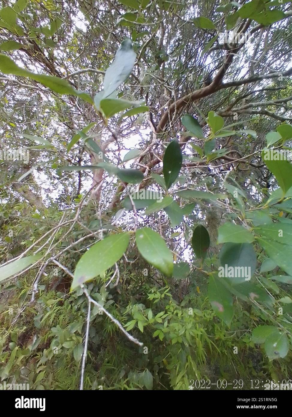 myrtle family (Myrtaceae Stock Photo - Alamy