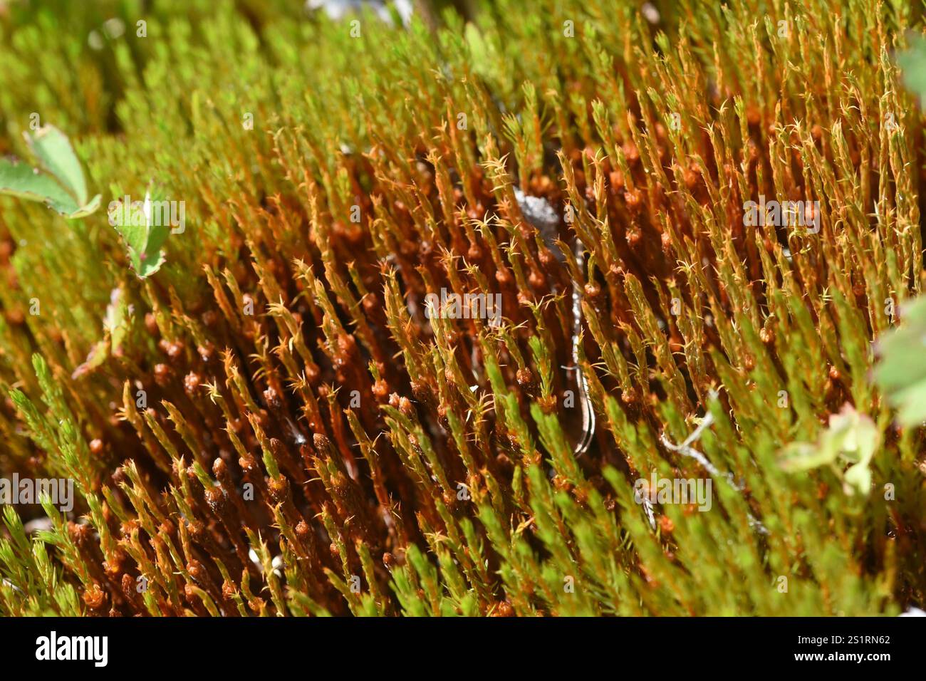 Bog Haircap Moss (Polytrichum strictum Stock Photo - Alamy