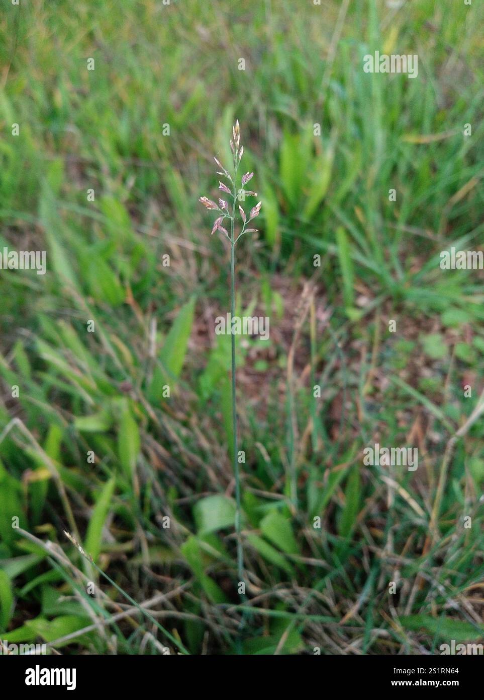 Canada bluegrass (Poa compressa Stock Photo - Alamy