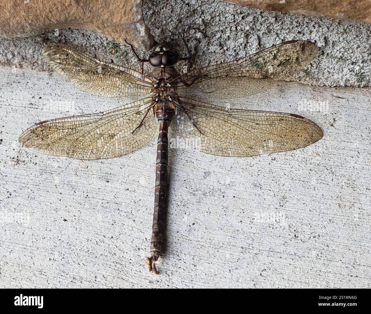 Hawkers and Typical Darners (Aeshna Stock Photo - Alamy
