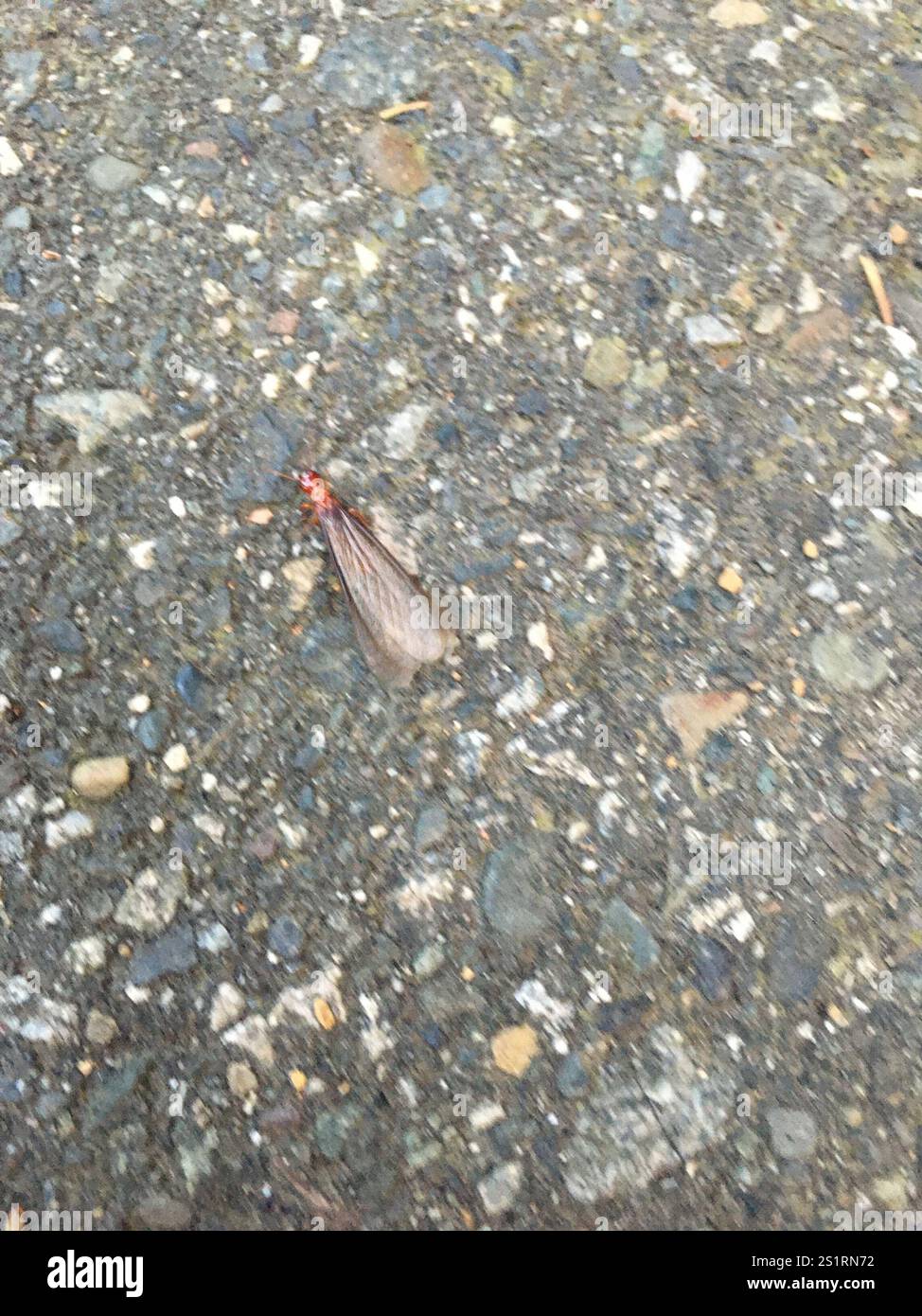 Pacific Dampwood Termite (Zootermopsis angusticollis Stock Photo - Alamy