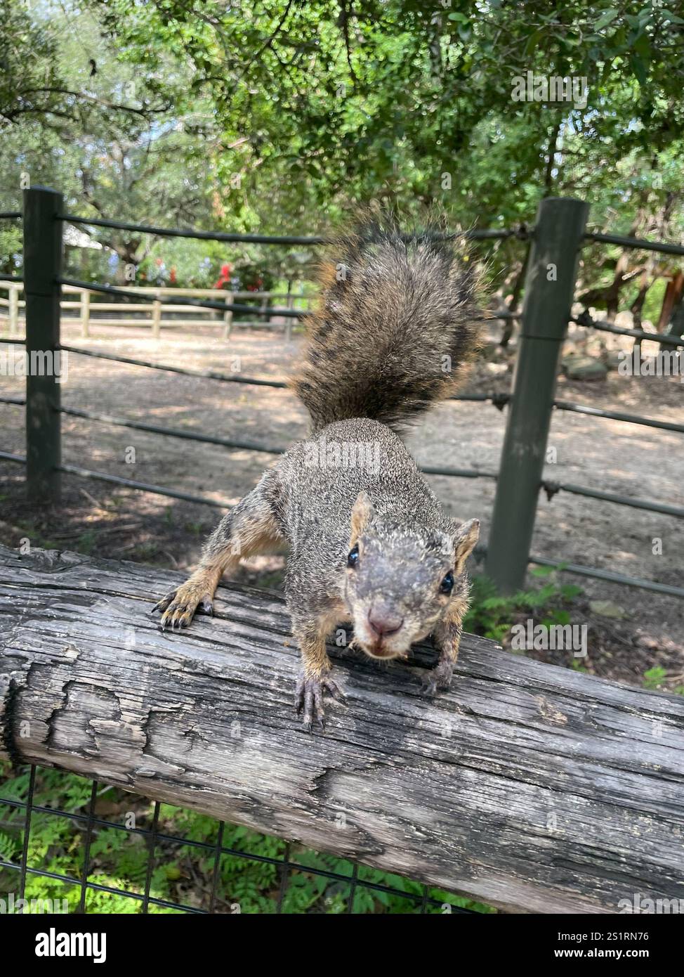 Eastern Fox Squirrel (Sciurus niger Stock Photo - Alamy