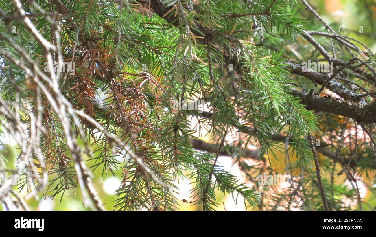Siberian spruce (Picea obovata Stock Photo - Alamy
