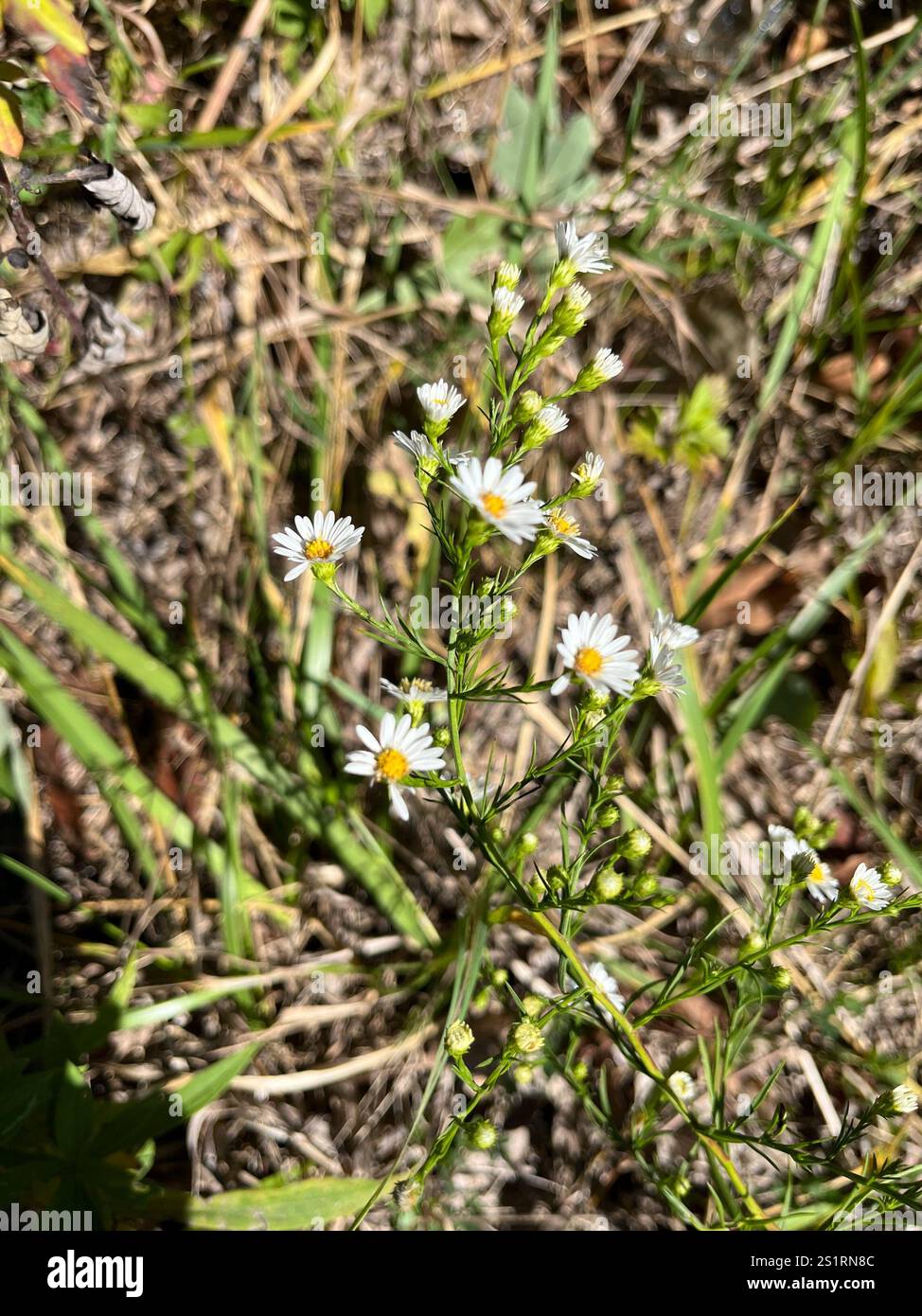 hairy white oldfield aster (Symphyotrichum pilosum Stock Photo - Alamy