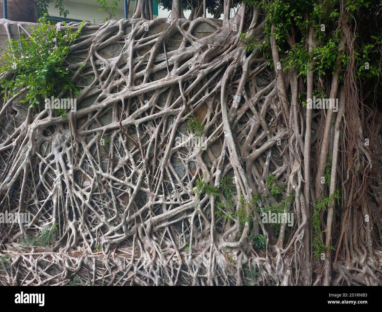 Chinese banyan (Ficus microcarpa Stock Photo - Alamy