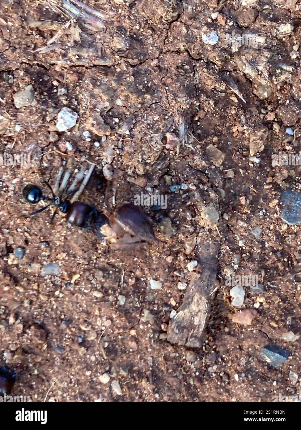 Barbary Harvester Ant (Messor barbarus Stock Photo - Alamy