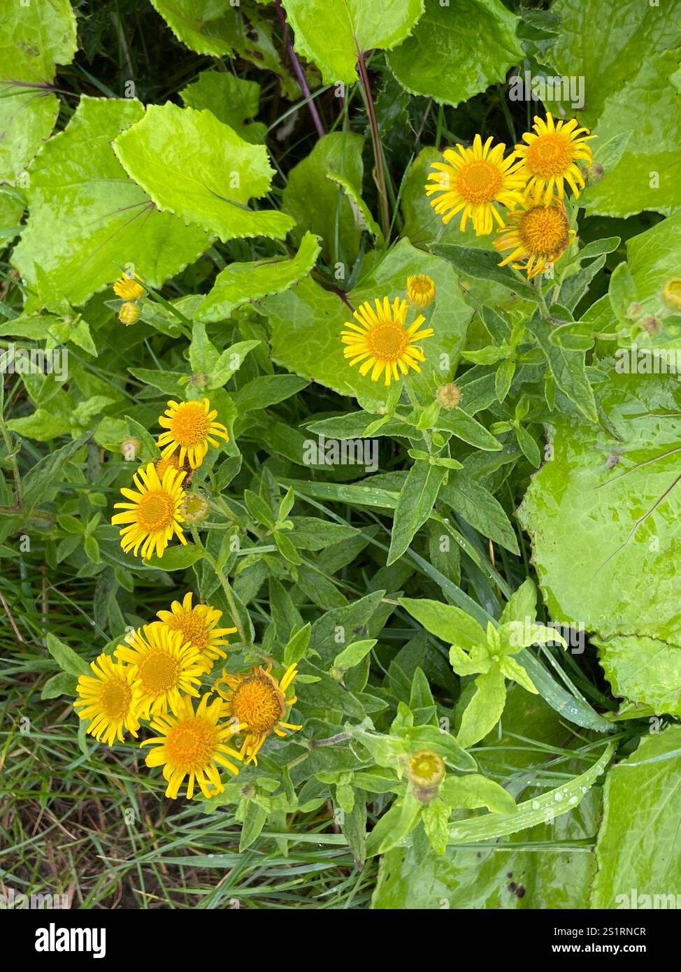 Common Fleabane (Pulicaria dysenterica Stock Photo - Alamy