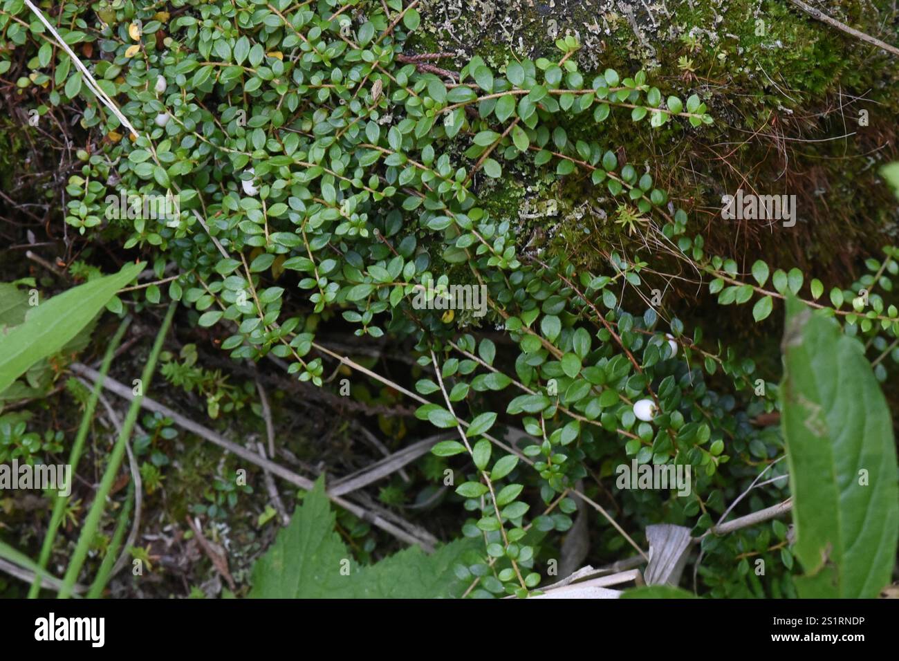 creeping snowberry (Gaultheria hispidula Stock Photo - Alamy
