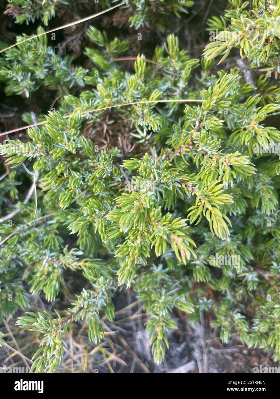 common juniper (Juniperus communis Stock Photo - Alamy