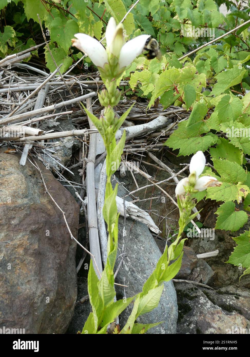 white turtlehead (Chelone glabra Stock Photo - Alamy