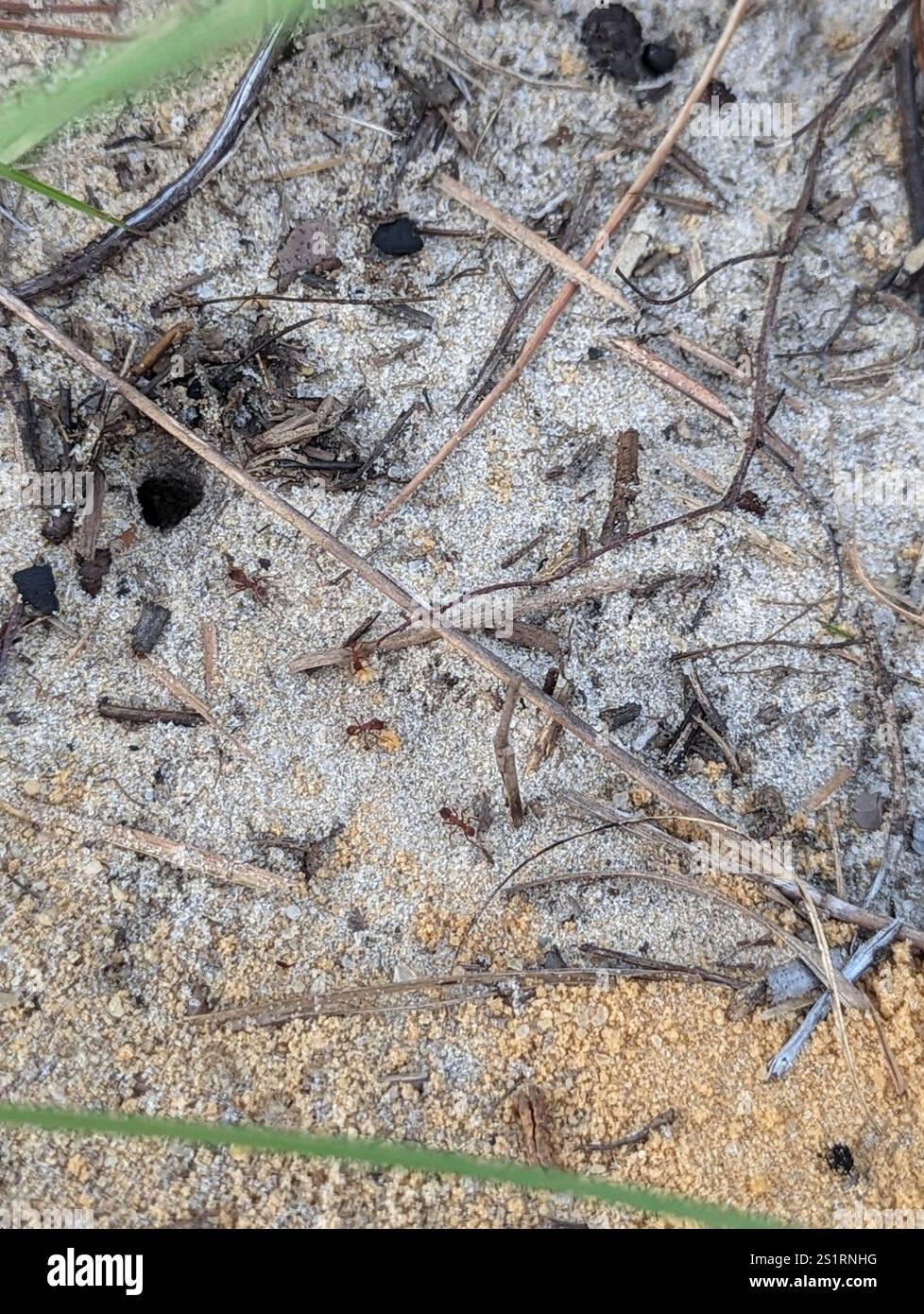 Northern Fungus-farming Ant (Trachymyrmex septentrionalis Stock Photo ...