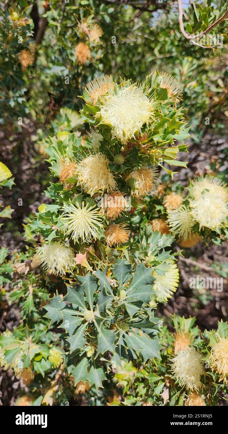 Parrot Bush (Banksia sessilis Stock Photo - Alamy