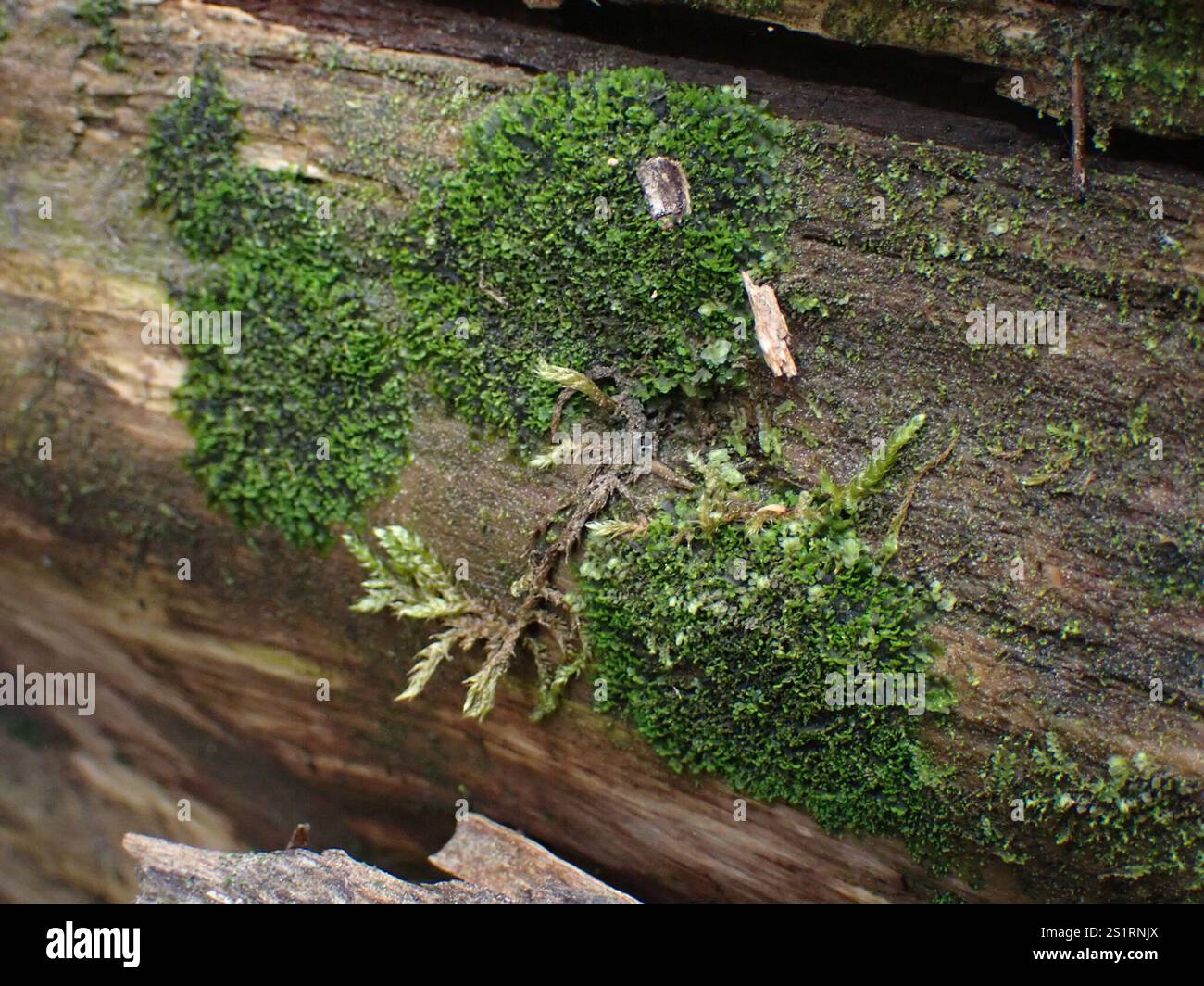 greasewort (Aneura pinguis Stock Photo - Alamy