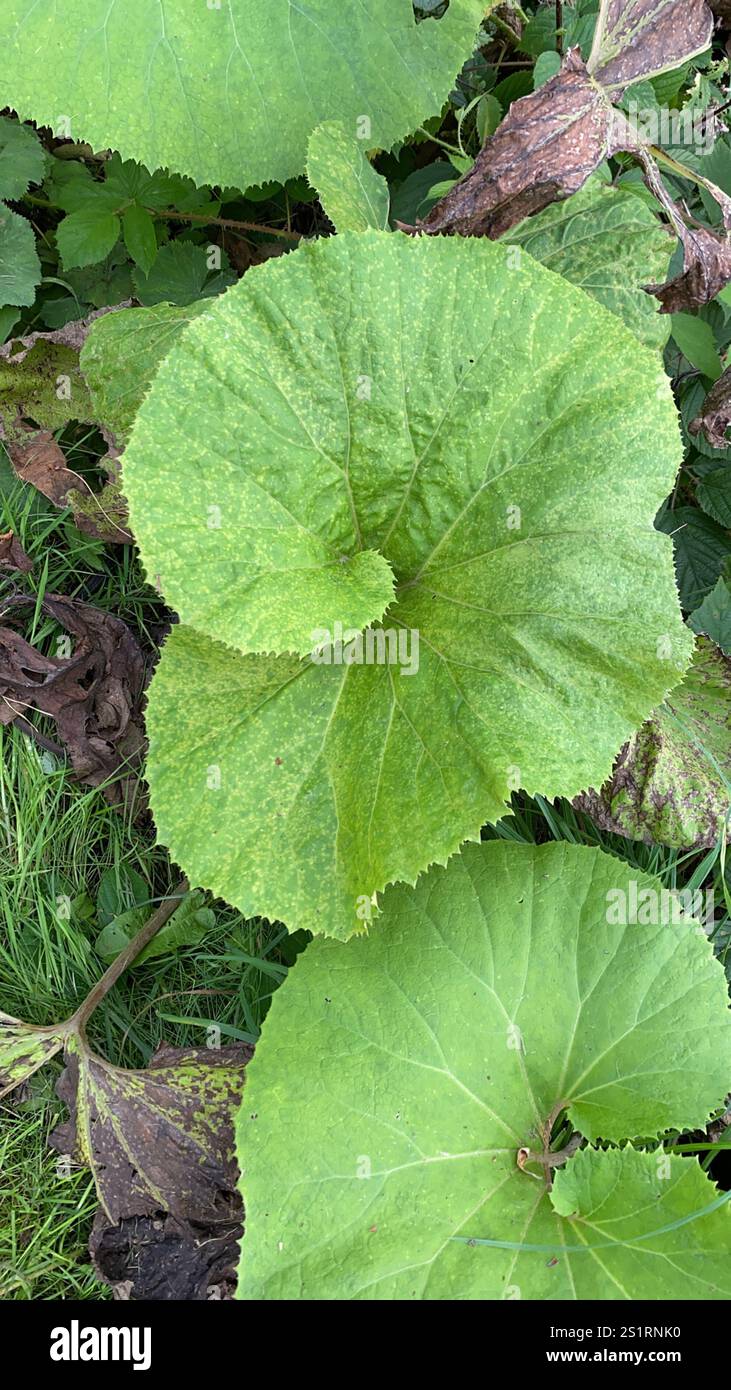 Giant Butterbur (Petasites japonicus Stock Photo - Alamy