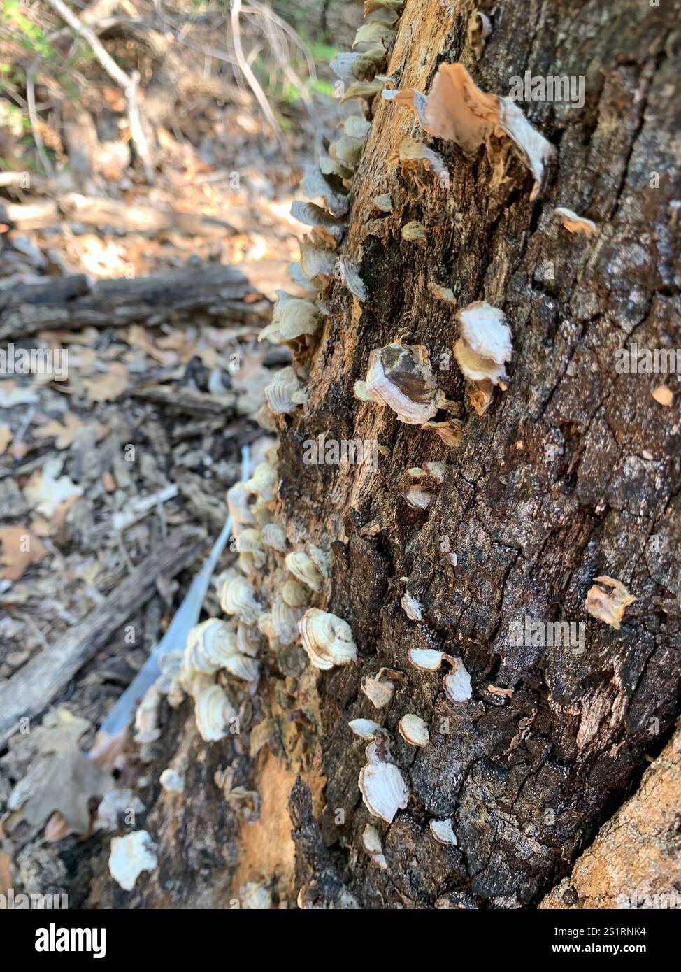 False Turkey-Tail (Stereum ostrea Stock Photo - Alamy