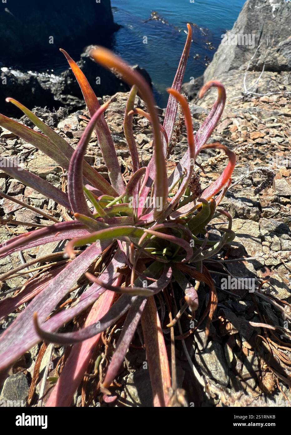 Sea Plantain (Plantago maritima Stock Photo - Alamy