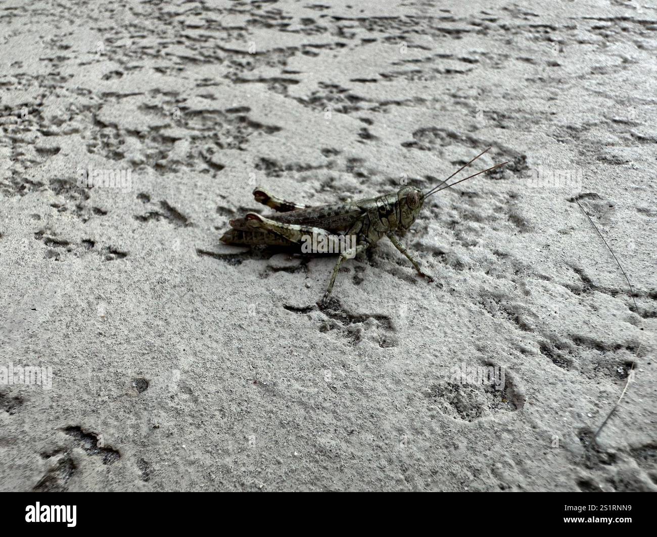 Pine tree Spur-throat Grasshopper (Melanoplus punctulatus Stock Photo ...