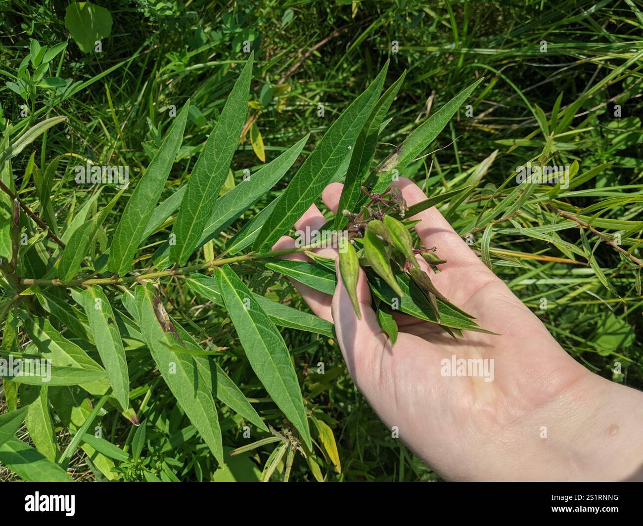swamp milkweed (Asclepias incarnata Stock Photo - Alamy