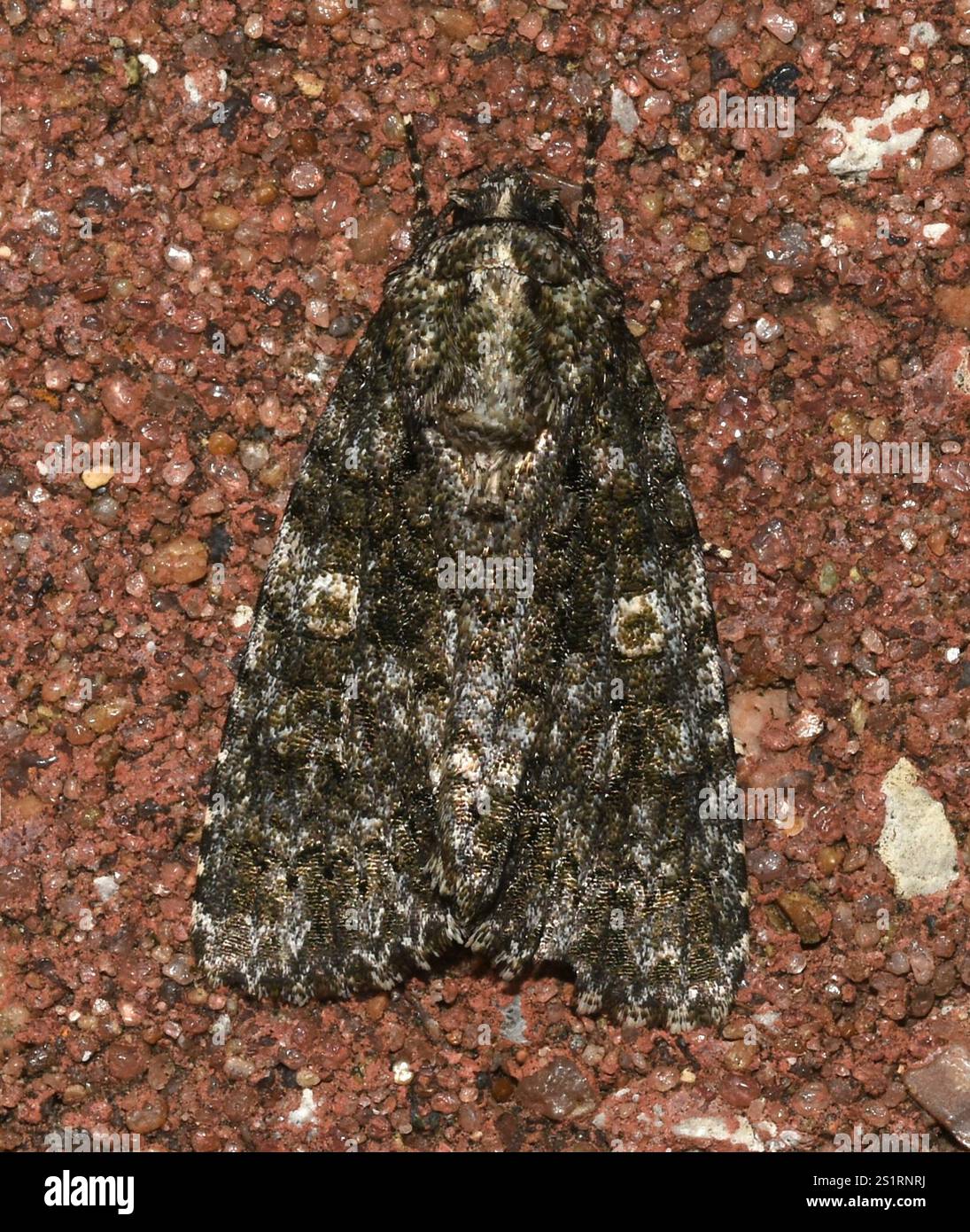 Dagger Moths (Acronicta Stock Photo - Alamy