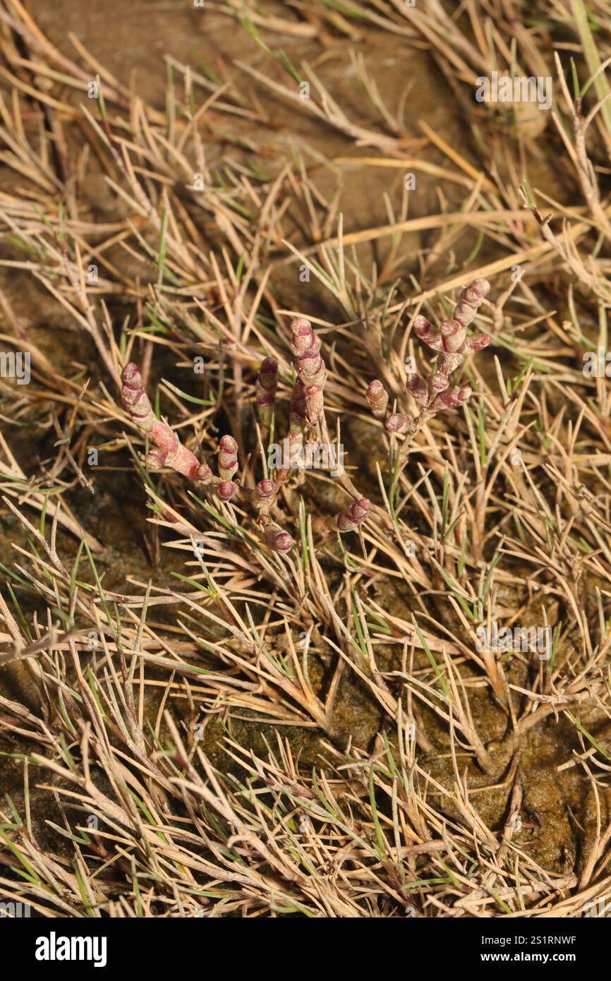 Common Glasswort (Salicornia europaea Stock Photo - Alamy